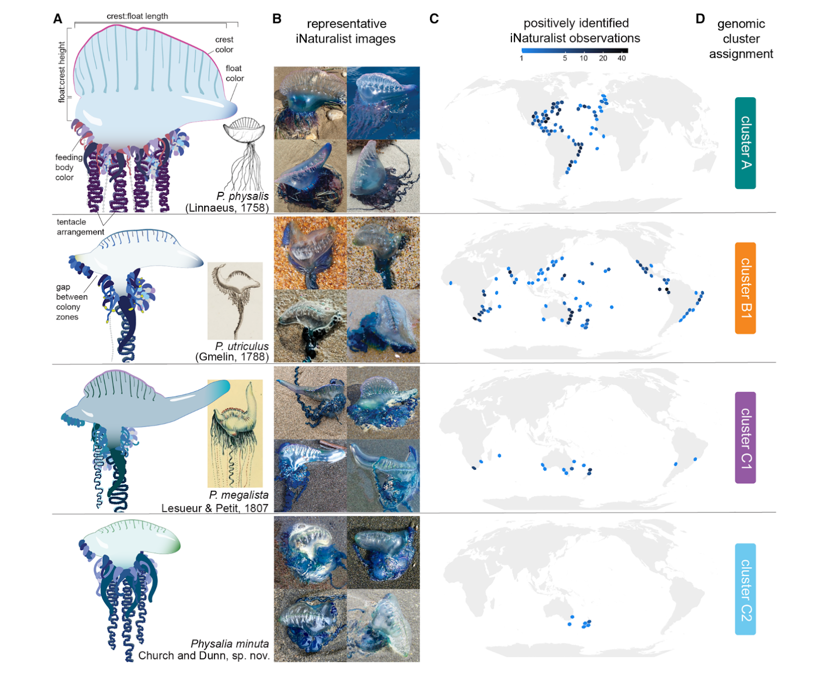 Indo-Pacific man-of-war (Physalia utriculus) – F*CK FISH