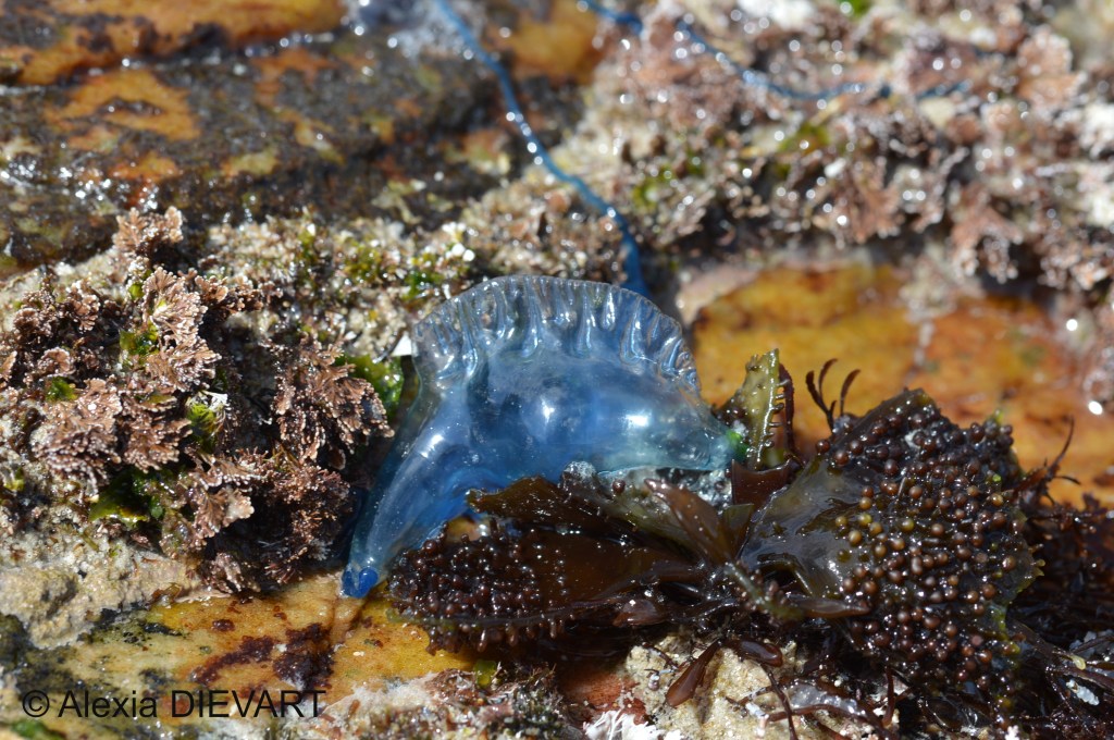 Indo-Pacific man-of-war (Physalia utriculus) – F*CK FISH